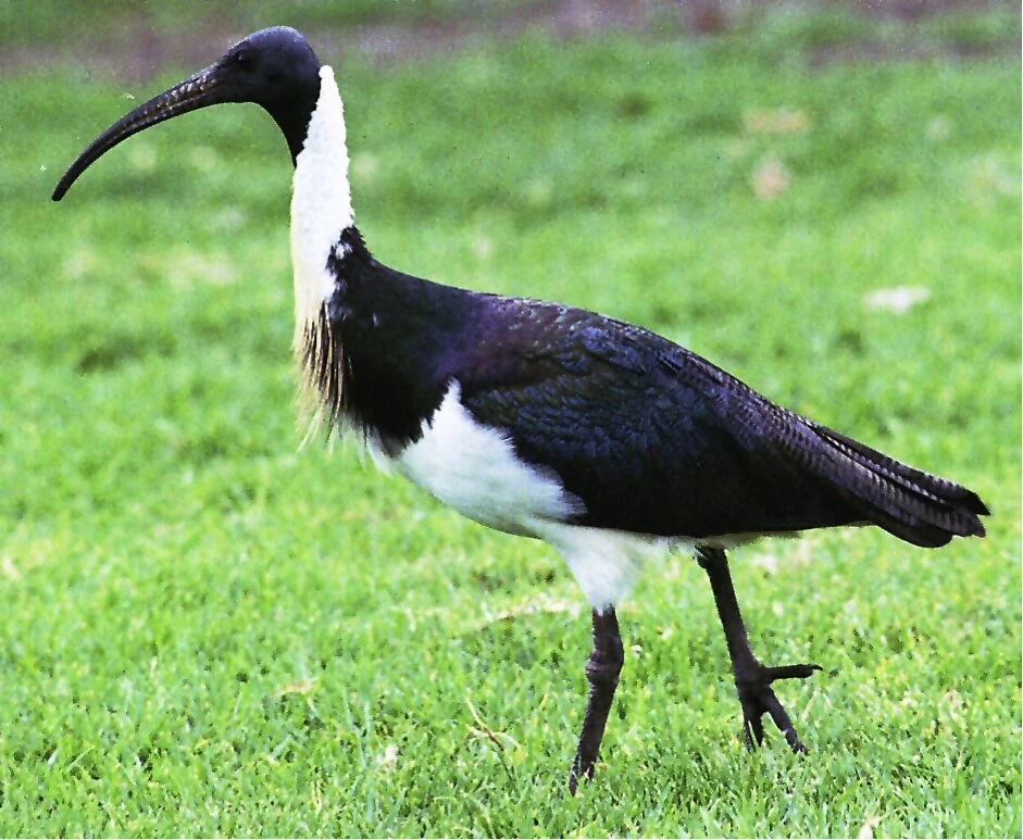 Straw-Necked Ibis | GavenLovesAnimals' Animal Kindom Wiki | Fandom