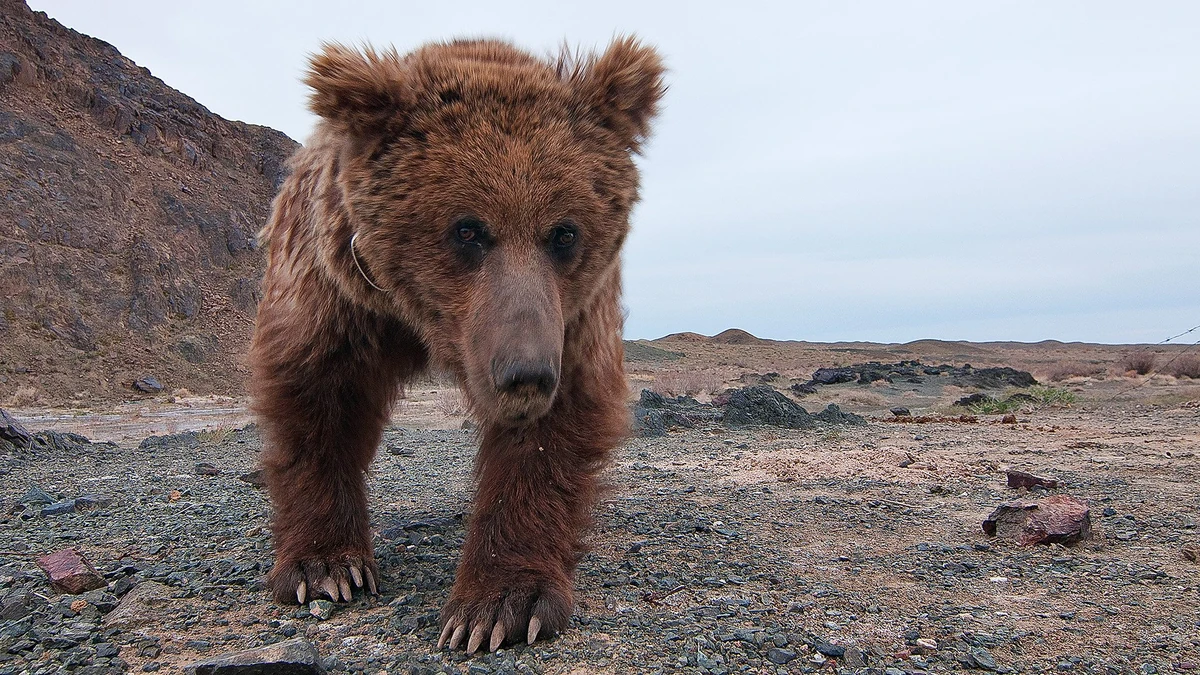 Gobi Bear | GavenLovesAnimals' Animal Kindom Wiki | Fandom