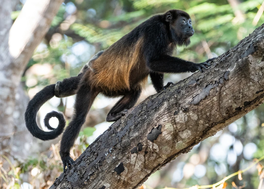 Mantled Howler | GavenLovesAnimals' Animal Kindom Wiki | Fandom