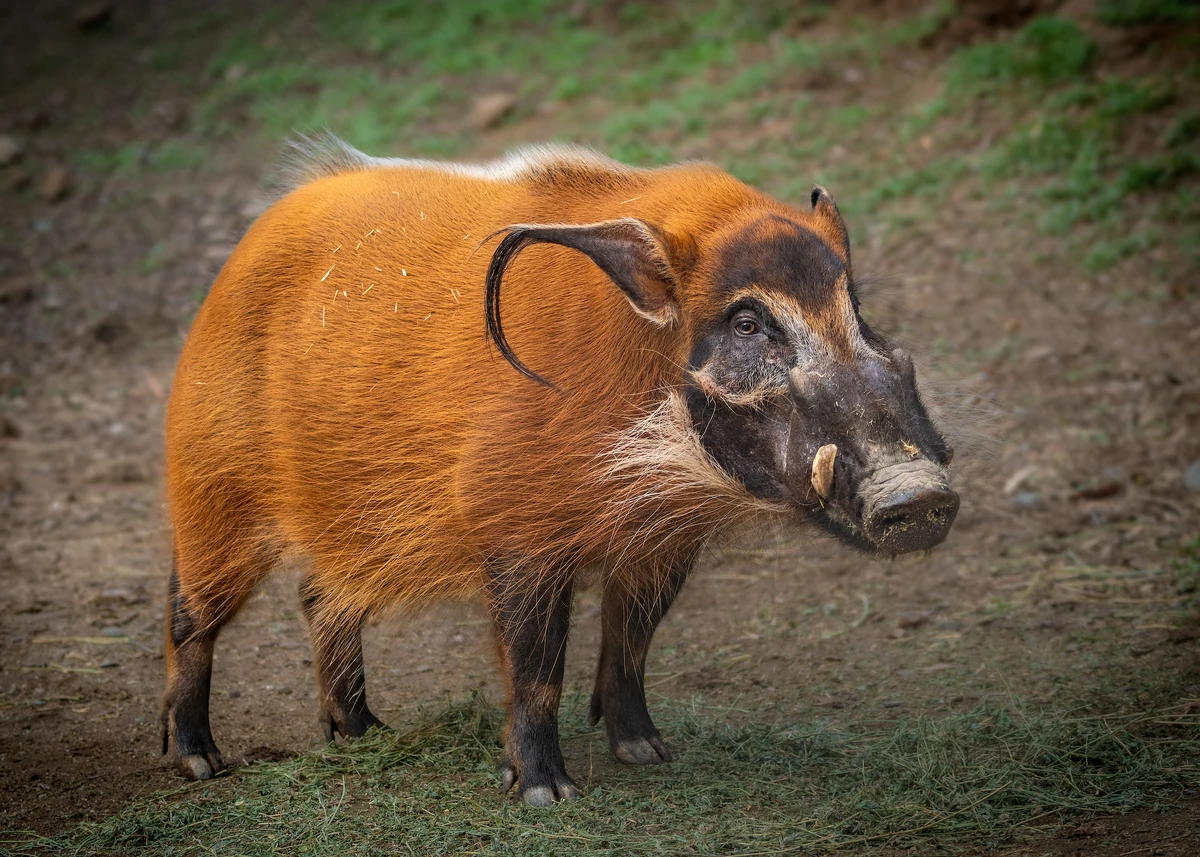 Red River Hog | GavenLovesAnimals' Animal Kindom Wiki | Fandom