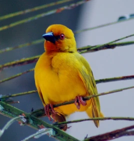 Eastern Golden Weaver | GavenLovesAnimals' Animal Kindom Wiki | Fandom