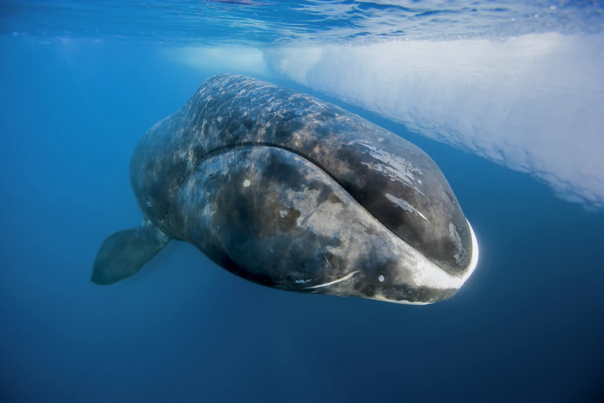 Bowhead Whale | GavenLovesAnimals' Animal Kindom Wiki | Fandom