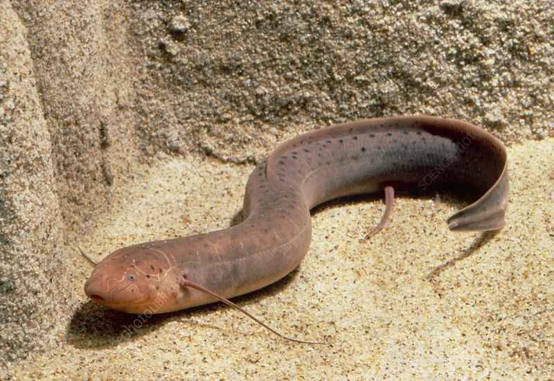 West African Lungfish | GavenLovesAnimals' Animal Kindom Wiki | Fandom