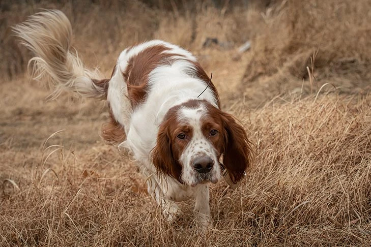 Irish Red and White Setter | GavenLovesAnimals' Animal Kindom Wiki | Fandom