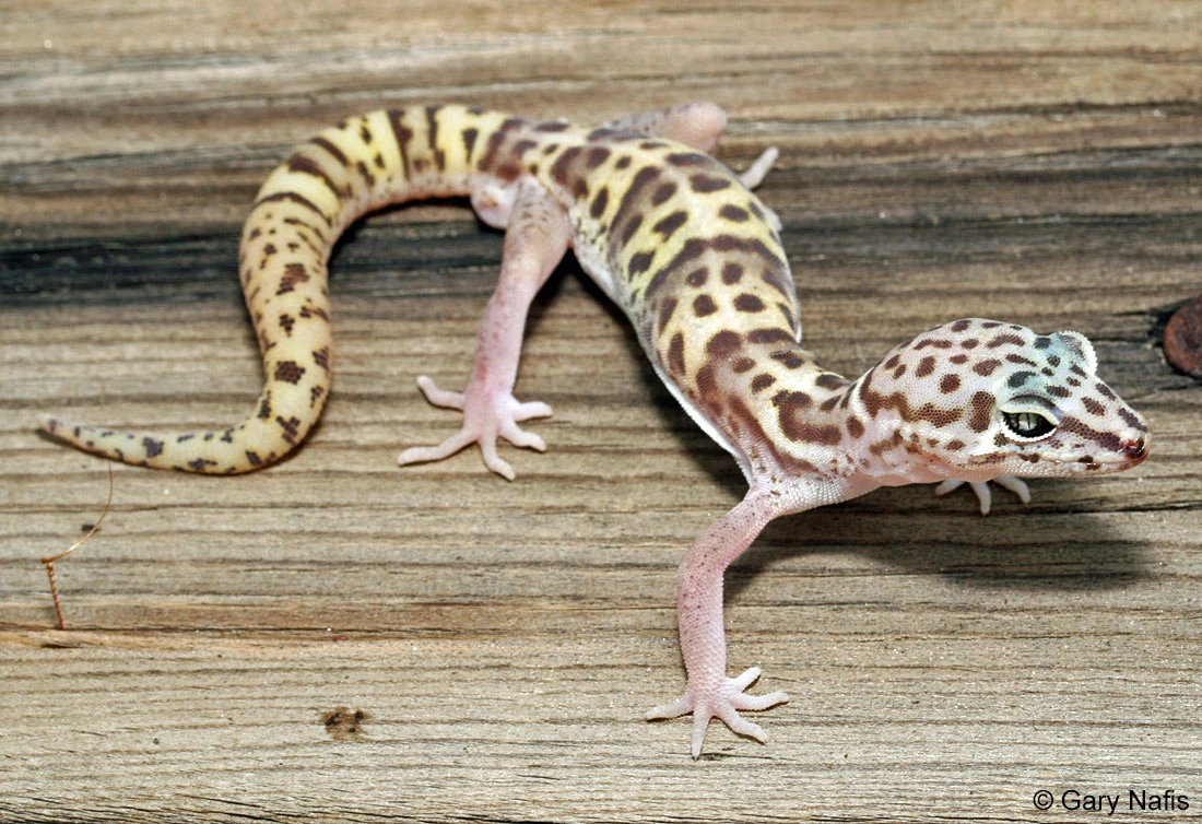 Western Banded Gecko | GavenLovesAnimals' Animal Kindom Wiki | Fandom