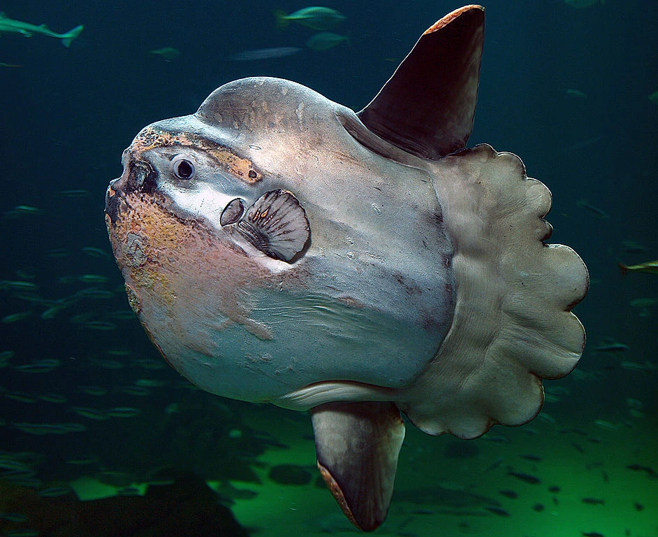 Ocean Sunfish | GavenLovesAnimals' Animal Kindom Wiki | Fandom