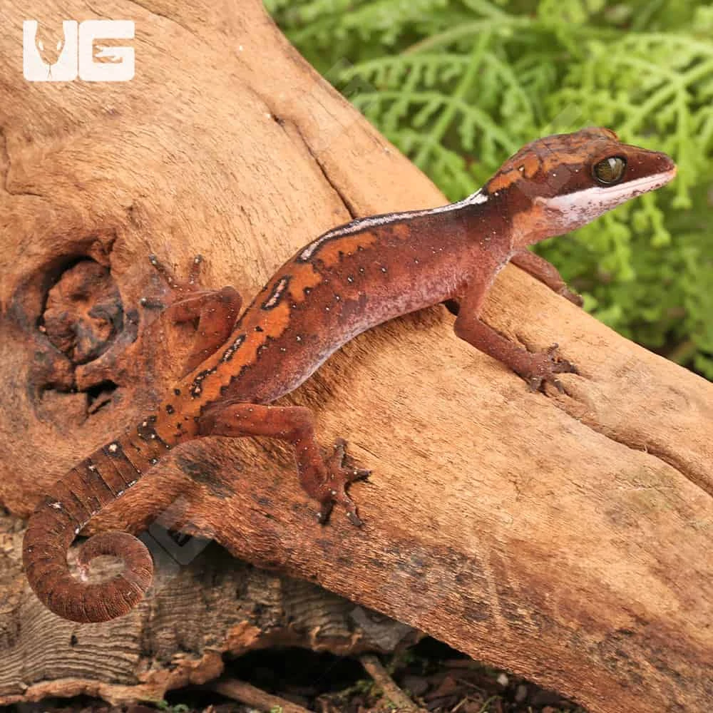 Cat Gecko | GavenLovesAnimals' Animal Kindom Wiki | Fandom