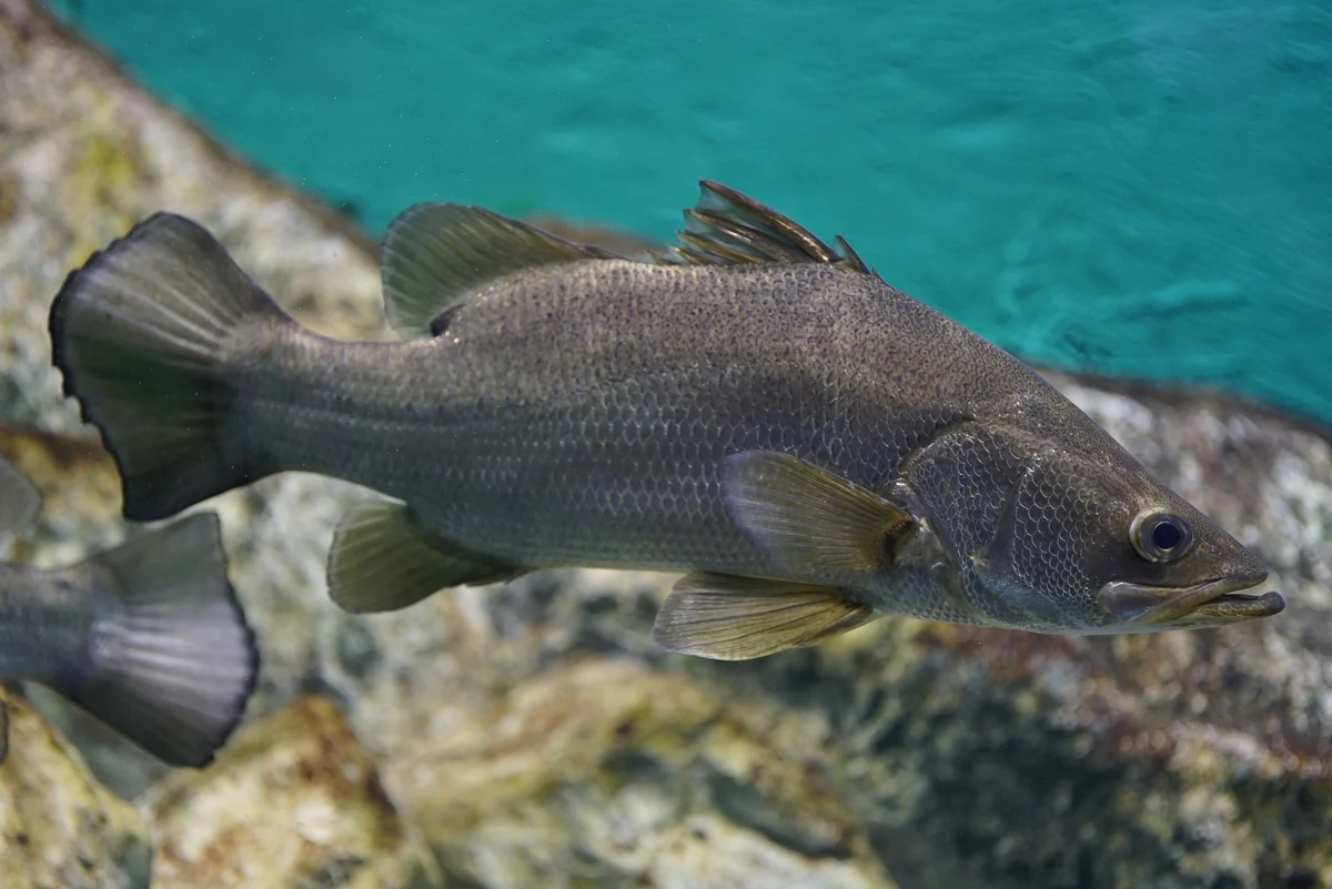 Nile Perch | GavenLovesAnimals' Animal Kindom Wiki | Fandom