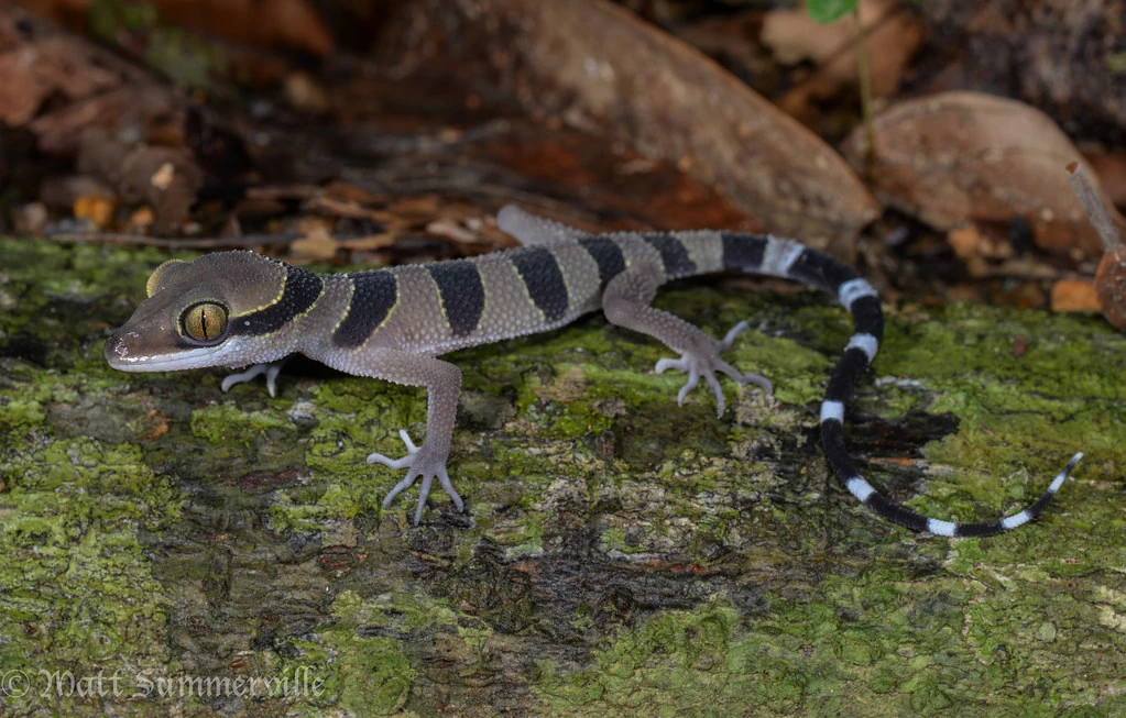 Forest Gecko | GavenLovesAnimals' Animal Kindom Wiki | Fandom