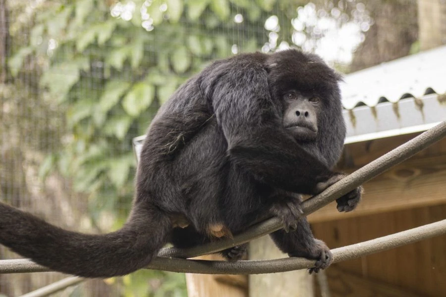 Black Howler | GavenLovesAnimals' Animal Kindom Wiki | Fandom