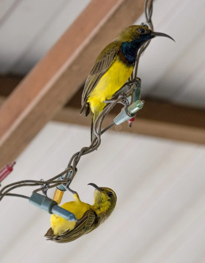 Garden Sunbird | GavenLovesAnimals' Animal Kindom Wiki | Fandom