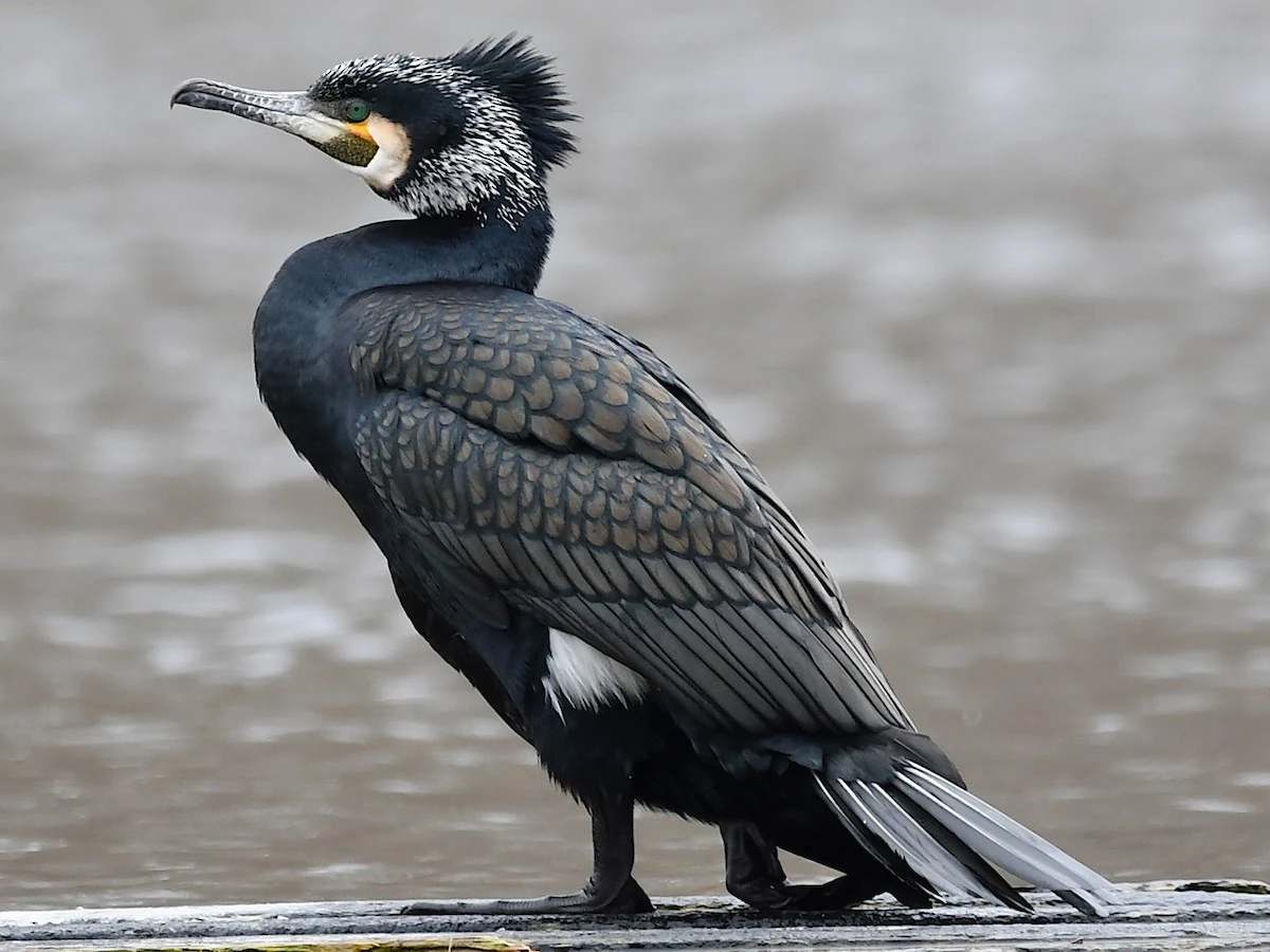 Great Cormorant | GavenLovesAnimals' Animal Kindom Wiki | Fandom