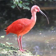 Scarlet Ibis/Gallery | GavenLovesAnimals' Animal Kindom Wiki | Fandom