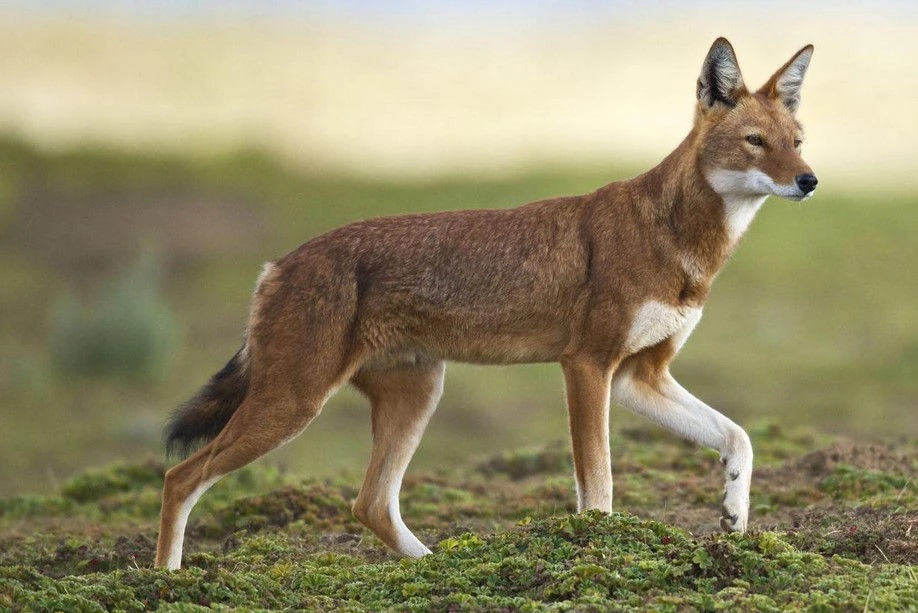 Ethiopian Wolf | GavenLovesAnimals' Animal Kindom Wiki | Fandom