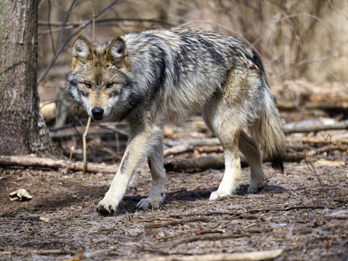 Mexican Wolf | GavenLovesAnimals' Animal Kindom Wiki | Fandom