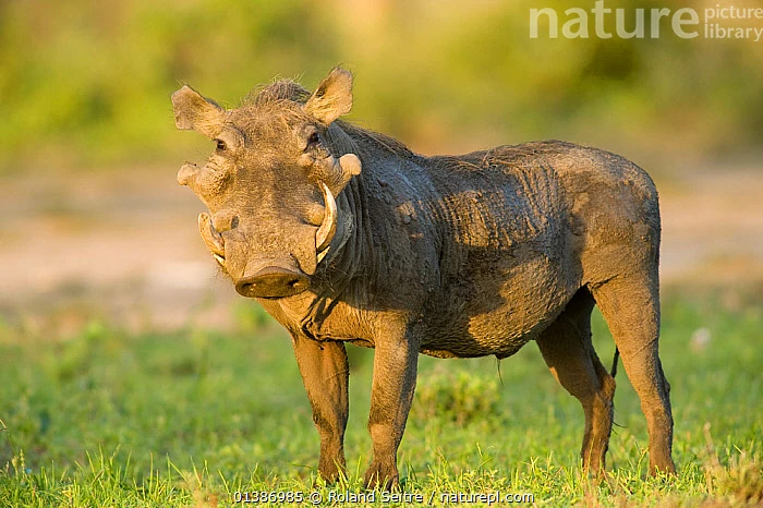 Desert Warthog | GavenLovesAnimals' Animal Kindom Wiki | Fandom