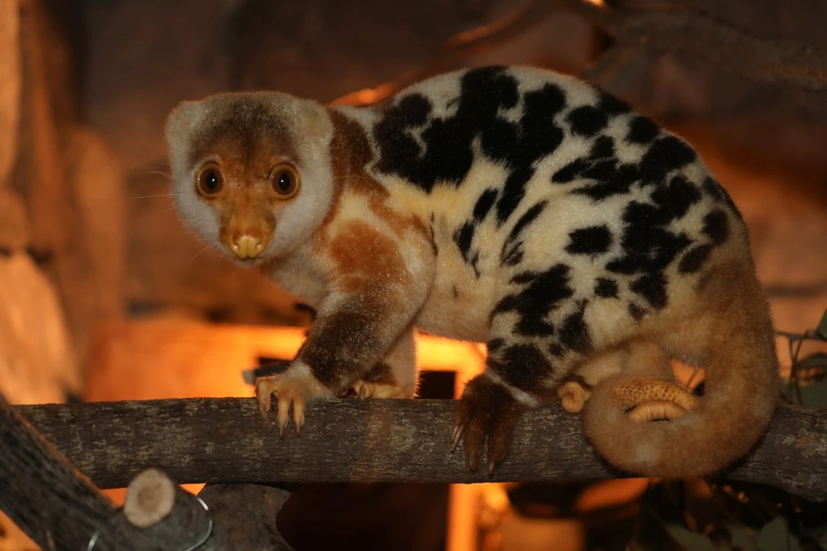 Common Spotted Cuscus | GavenLovesAnimals' Animal Kindom Wiki | Fandom