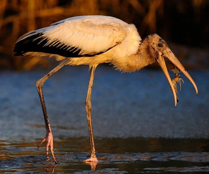 Category:Piscivores | GavenLovesAnimals' Animal Kindom Wiki | Fandom