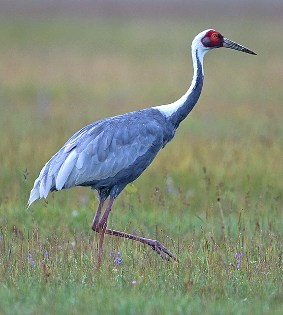 White-Naped Crane | GavenLovesAnimals' Animal Kindom Wiki | Fandom