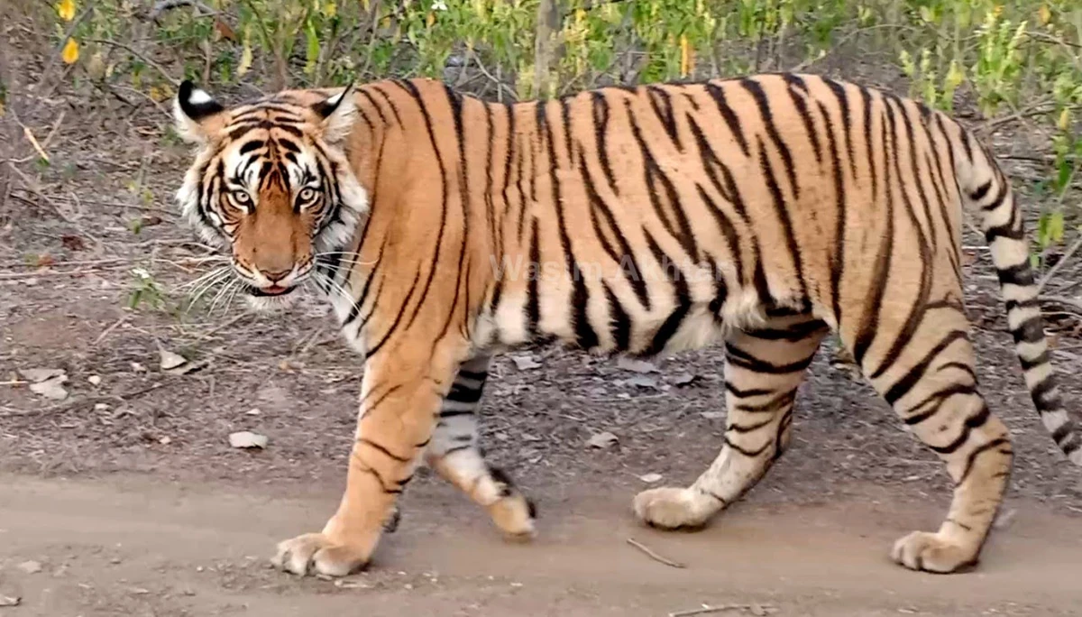 Bengal Tiger | GavenLovesAnimals' Animal Kindom Wiki | Fandom