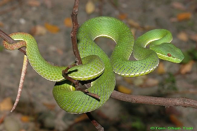 Chinese Green Snake | GavenLovesAnimals' Animal Kindom Wiki | Fandom