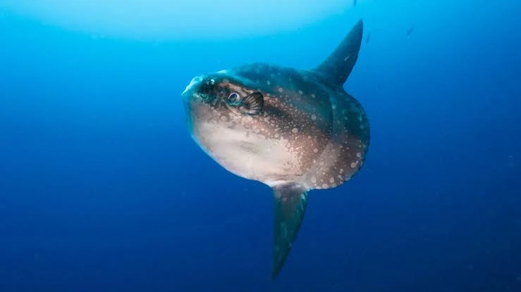 Hoodwinker Sunfish | GavenLovesAnimals' Animal Kindom Wiki | Fandom