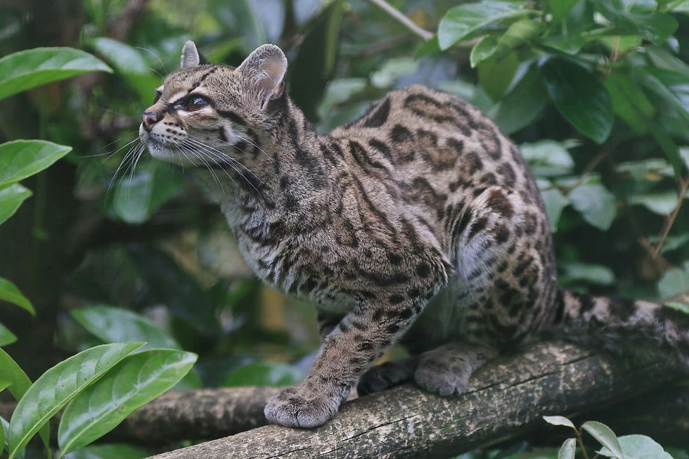 Margay | GavenLovesAnimals' Animal Kindom Wiki | Fandom