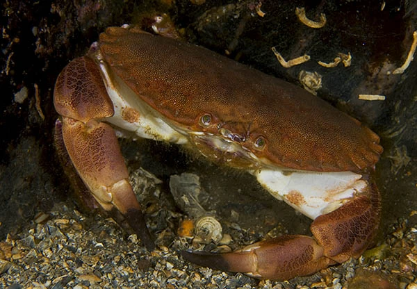 Edible Crab | GavenLovesAnimals' Animal Kindom Wiki | Fandom