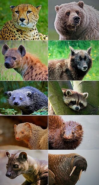 Carnivora | GavenLovesAnimals' Animal Kindom Wiki | Fandom