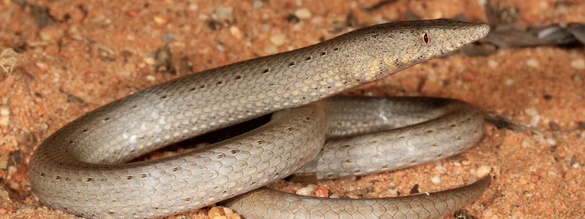 Burton's Legless Lizard | GavenLovesAnimals' Animal Kindom Wiki | Fandom