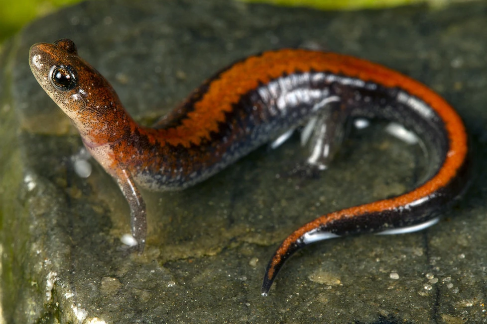 Red-Backed Salamander | GavenLovesAnimals' Animal Kindom Wiki | Fandom