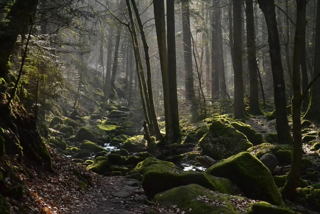 Black Forest | GavenLovesAnimals' Animal Kindom Wiki | Fandom
