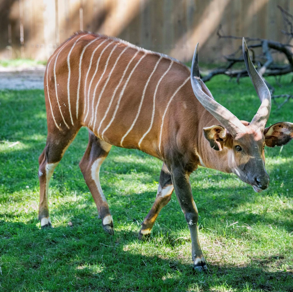 Bongo | GavenLovesAnimals' Animal Kindom Wiki | Fandom