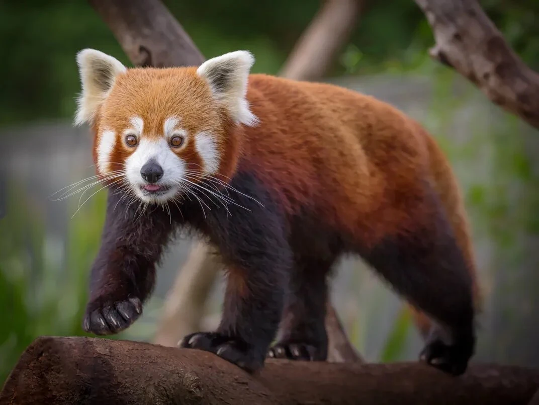 Red Panda | GavenLovesAnimals' Animal Kindom Wiki | Fandom