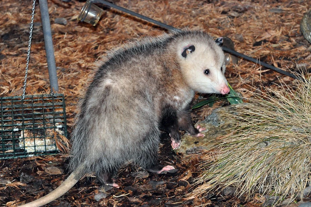 Virginia Opossum/Gallery | GavenLovesAnimals' Animal Kindom Wiki | Fandom