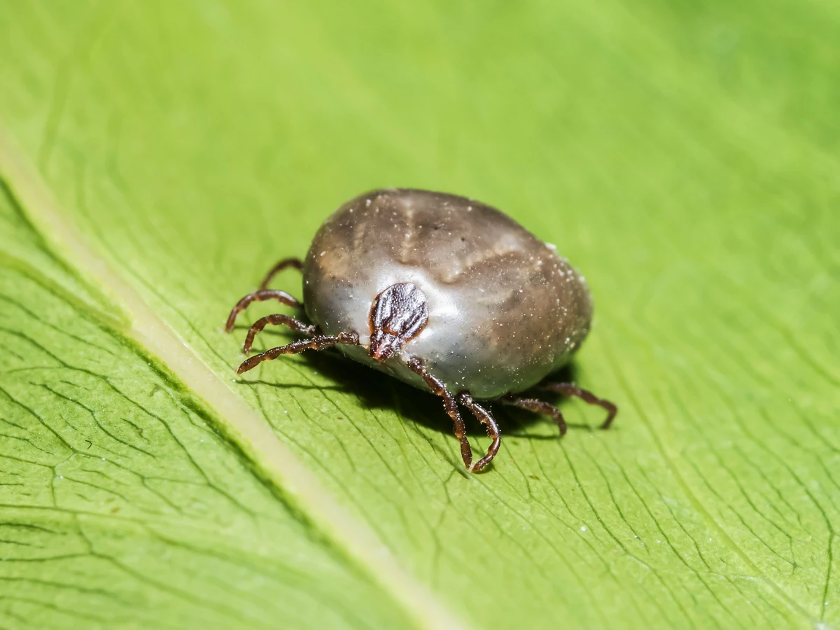 Tick | GavenLovesAnimals' Animal Kindom Wiki | Fandom