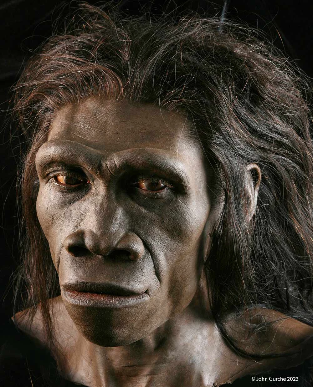 Homo Erectus | GavenLovesAnimals' Animal Kindom Wiki | Fandom
