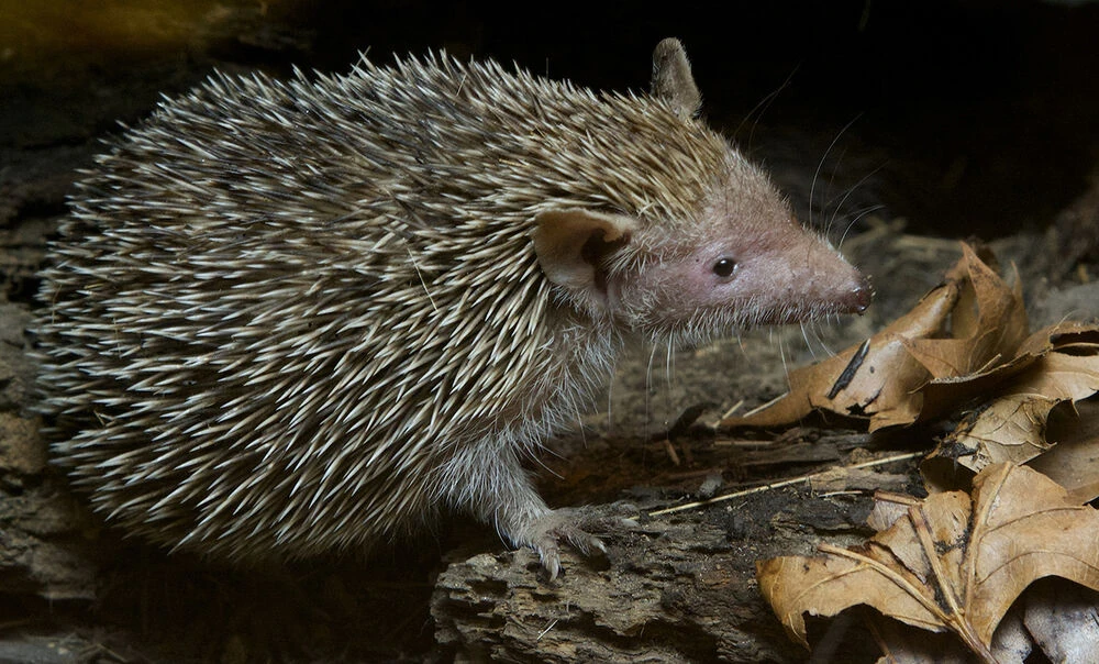 Lesser Hedgehog Tenrec | GavenLovesAnimals' Animal Kindom Wiki | Fandom