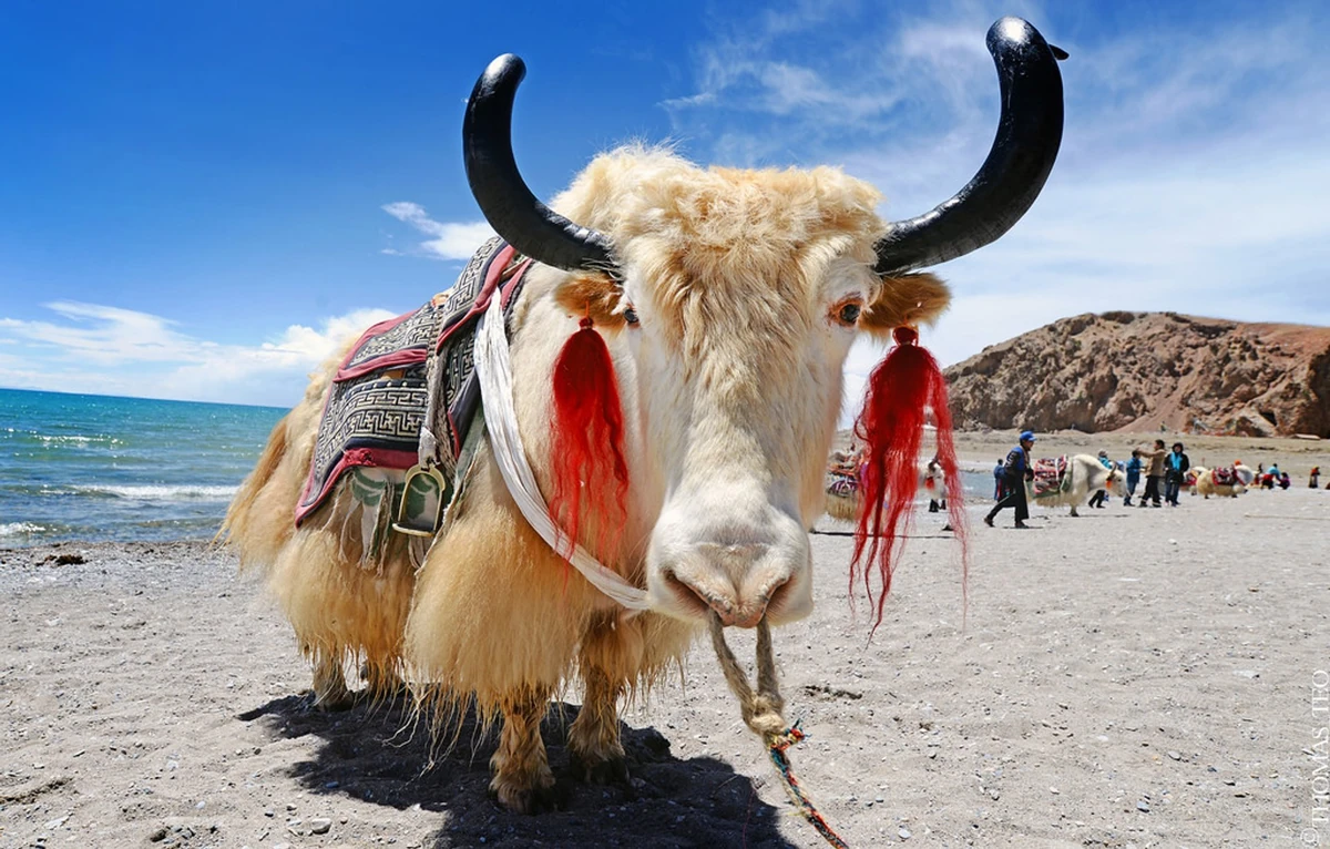 Domestic Yak | GavenLovesAnimals' Animal Kindom Wiki | Fandom