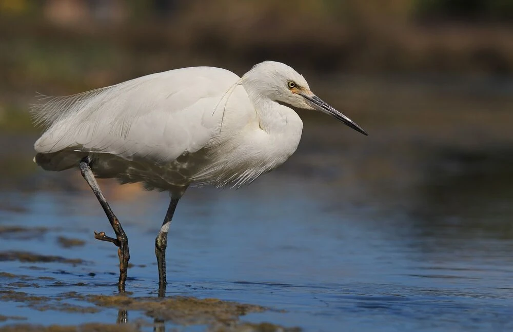 Little Egret | GavenLovesAnimals' Animal Kindom Wiki | Fandom