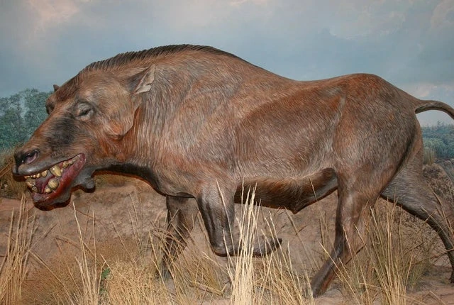 Entelodon | GavenLovesAnimals' Animal Kindom Wiki | Fandom