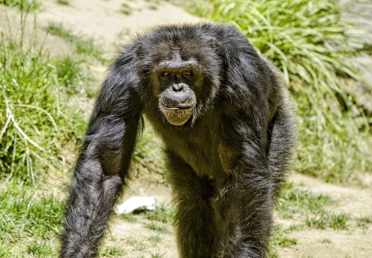 Common Chimpanzee/Gallery | GavenLovesAnimals' Animal Kindom Wiki | Fandom