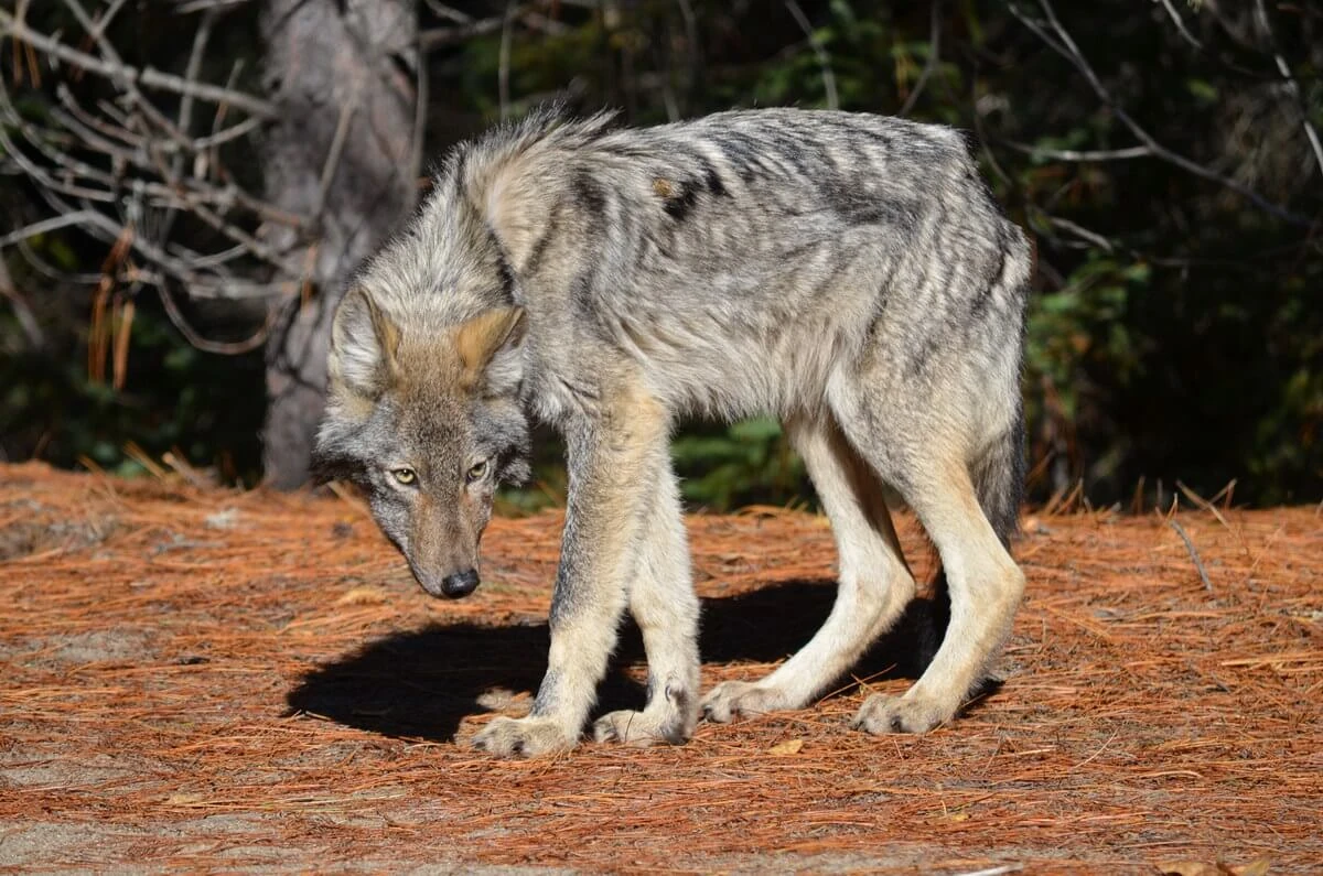 Eastern Wolf | GavenLovesAnimals' Animal Kindom Wiki | Fandom