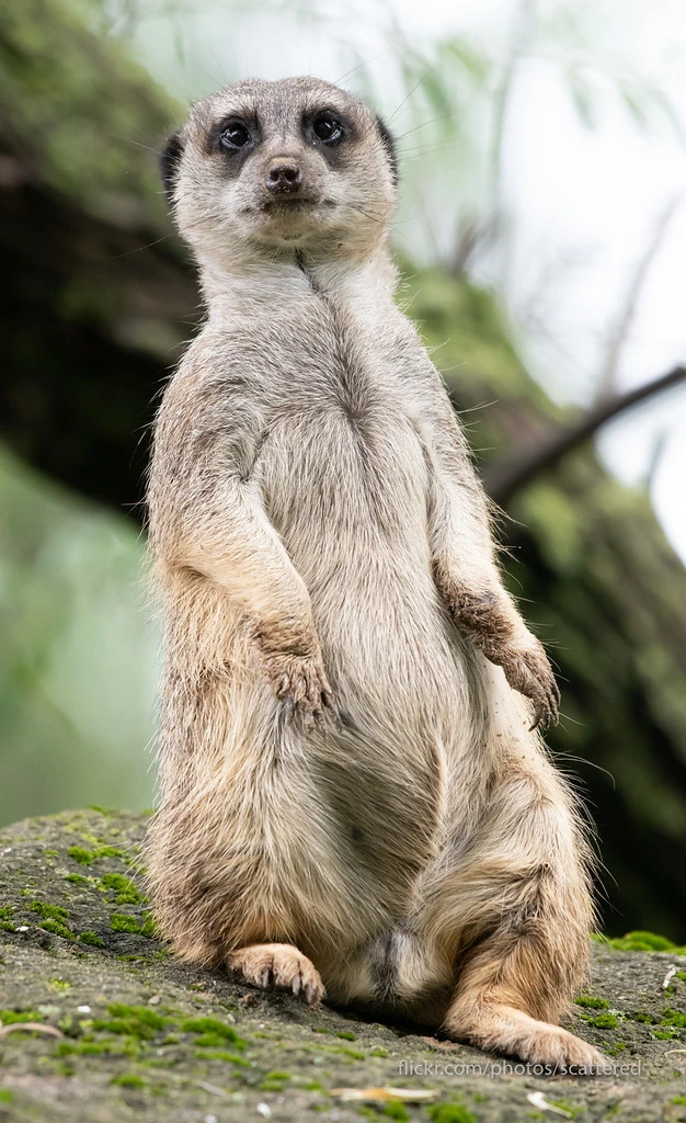 Animalmental (GavenLovesAnimals Style) | GavenLovesAnimals' Animal Kindom Wiki | Fandom