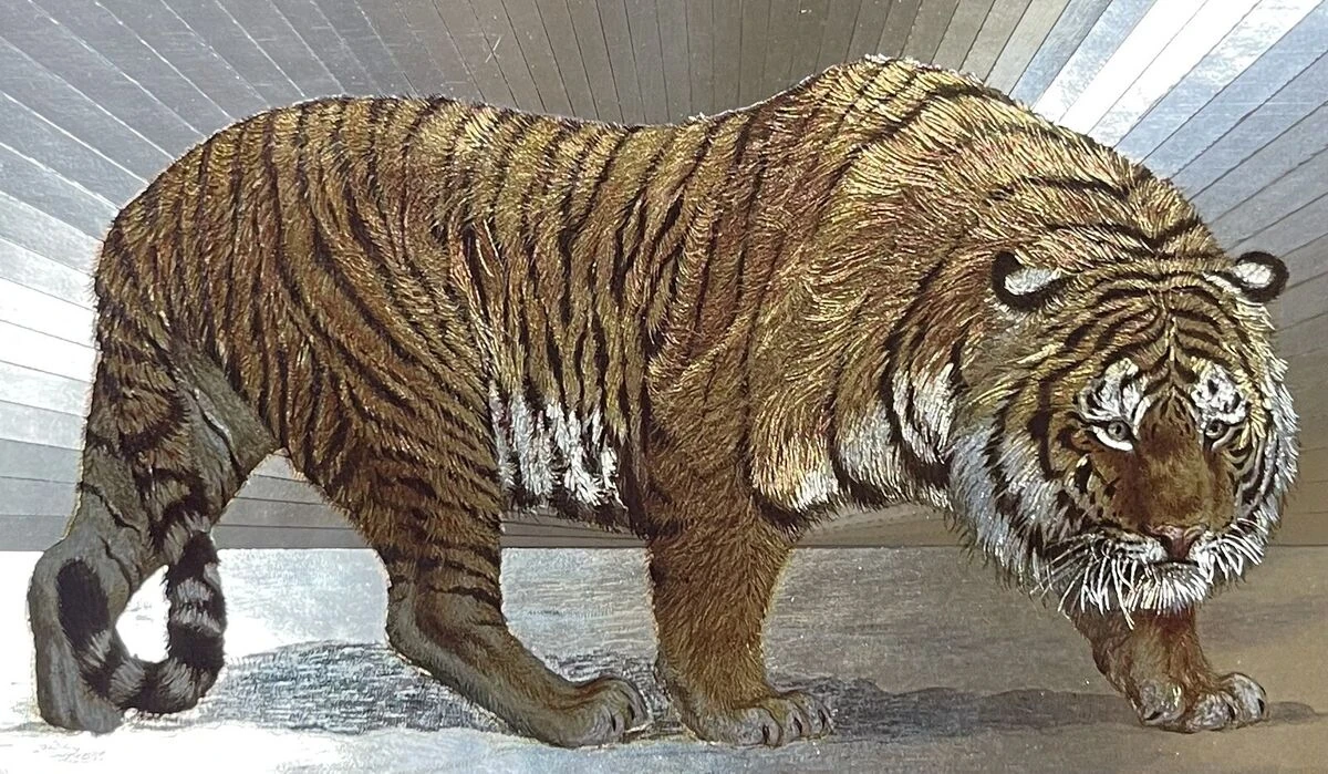 Caspian Tiger | GavenLovesAnimals' Animal Kindom Wiki | Fandom