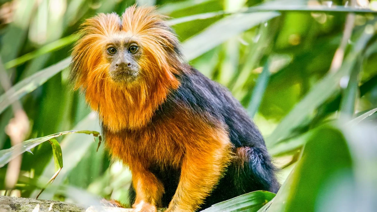 Golden-Headed Lion Tamarin | GavenLovesAnimals' Animal Kindom Wiki | Fandom