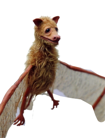 Leah the Fruit Bat | GavenLovesAnimals' Animal Kindom Wiki | Fandom
