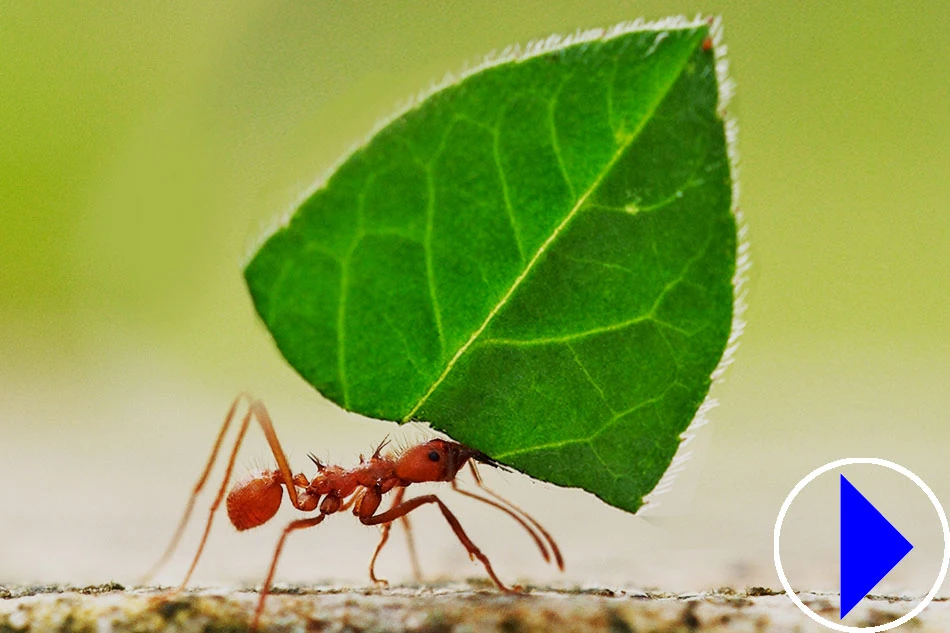 The Invertebrate House | GavenLovesAnimals' Animal Kindom Wiki | Fandom
