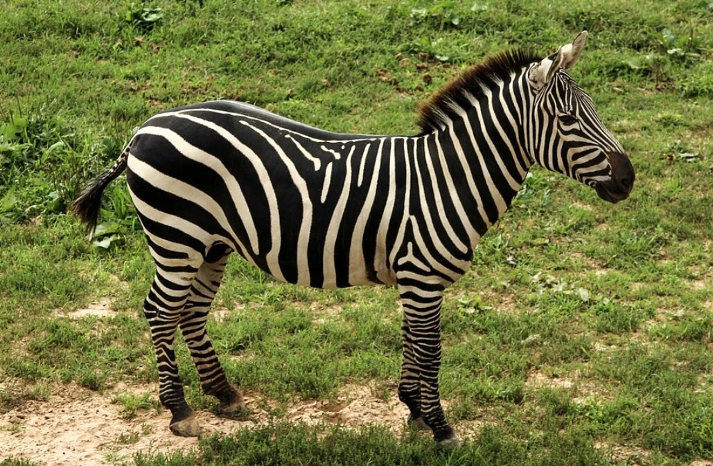 Grant's Zebra | GavenLovesAnimals' Animal Kindom Wiki | Fandom