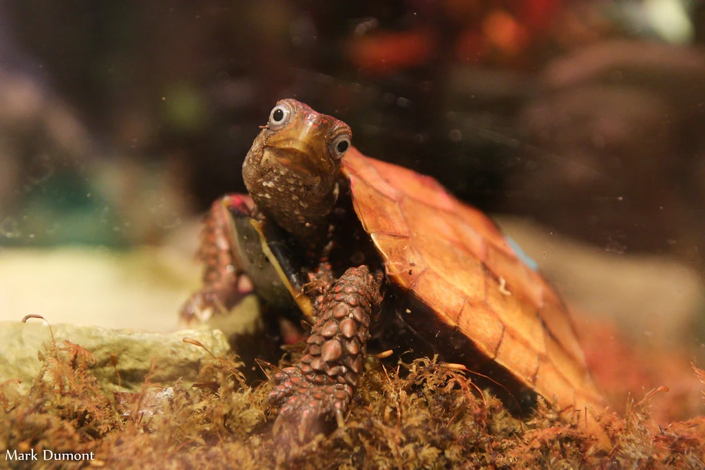 Black-Breasted Leaf Turtle | GavenLovesAnimals' Animal Kindom Wiki | Fandom